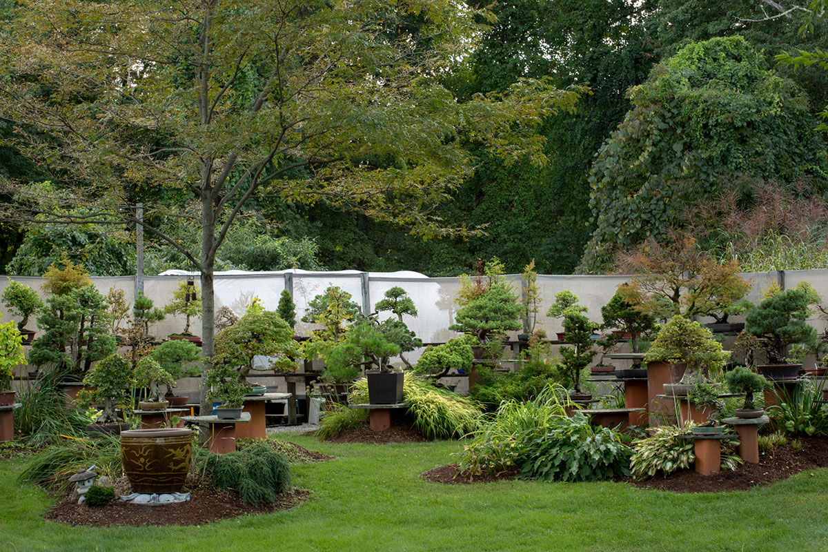 Bonsai West: New England's oldest and most beautiful bonsai nursery in ...