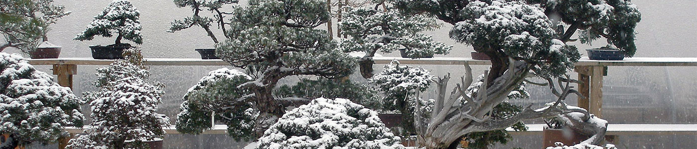 Four Seasons of Bonsai: Winter