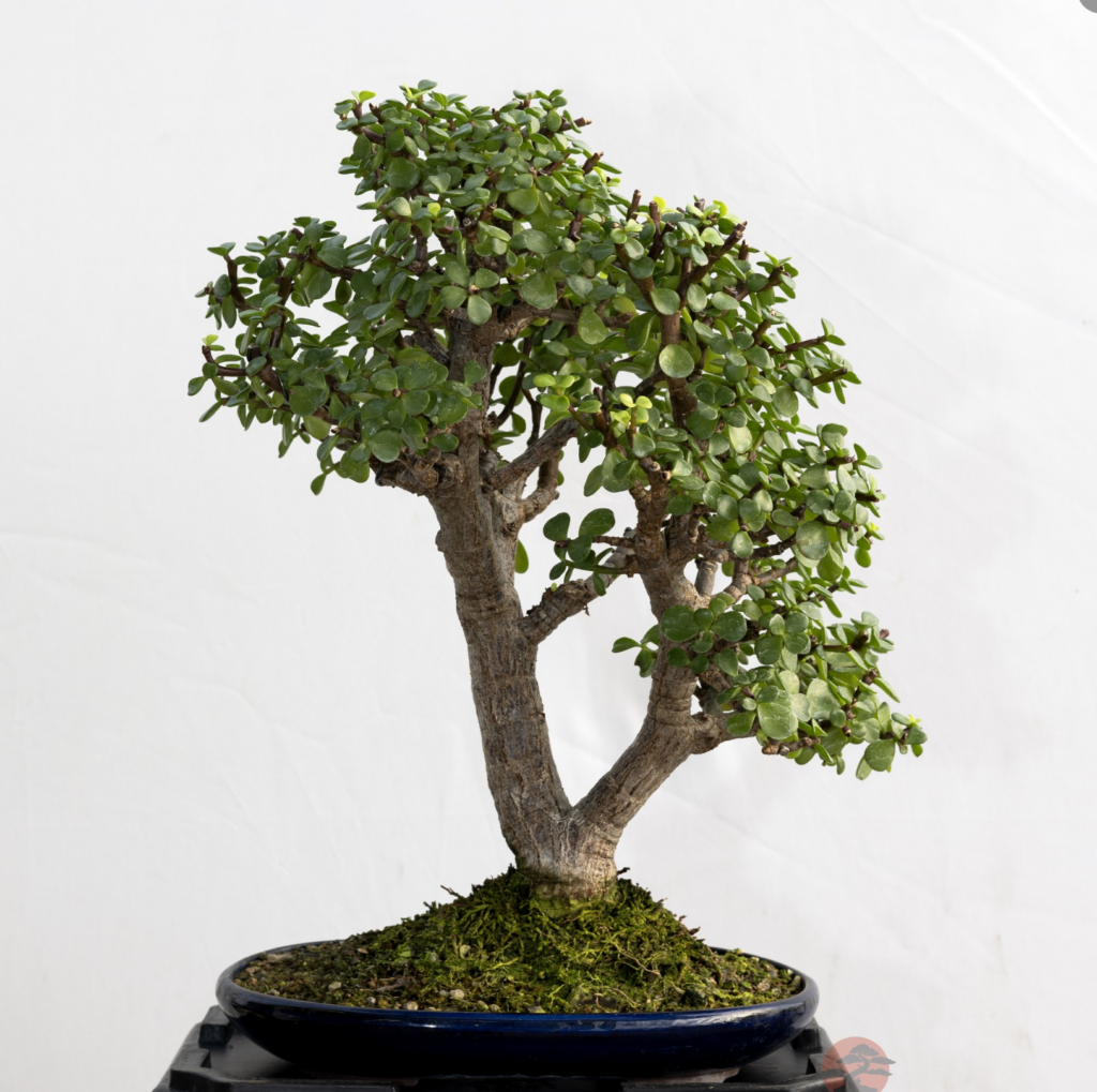 Special Focus: Dwarf Jade